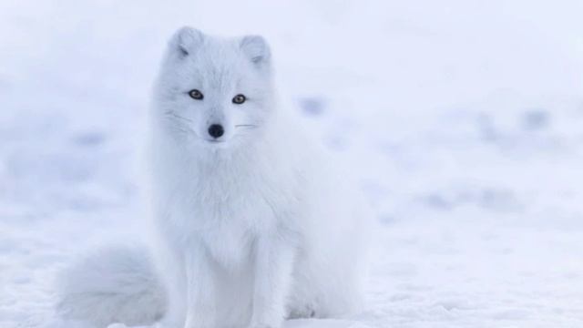 50 оттенков белого