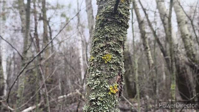 Липецкая обл. У санатория «Лесная сказка»  2.02.25 г.