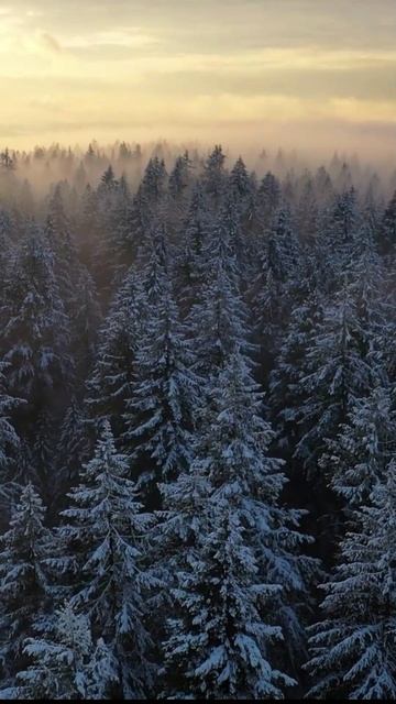 Магия зимнего леса с высоты птичьего полета ❄️