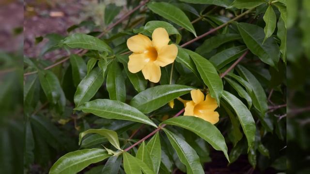 где то в лесу