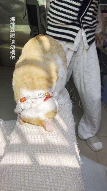 кот мазахист-original