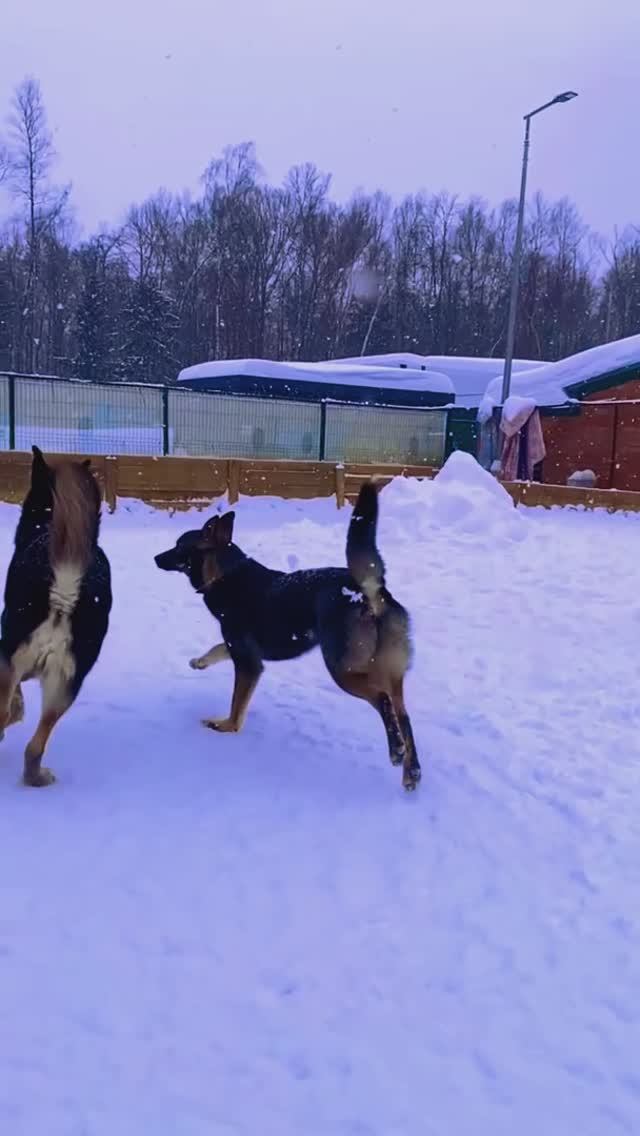 Сказка в хлопьях снега от Люсеньки с Князем❄ ❥ Приют в Малинках #приютдляживотных