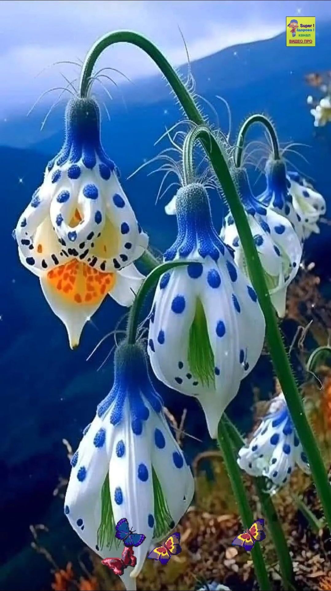 Шикарные цветы