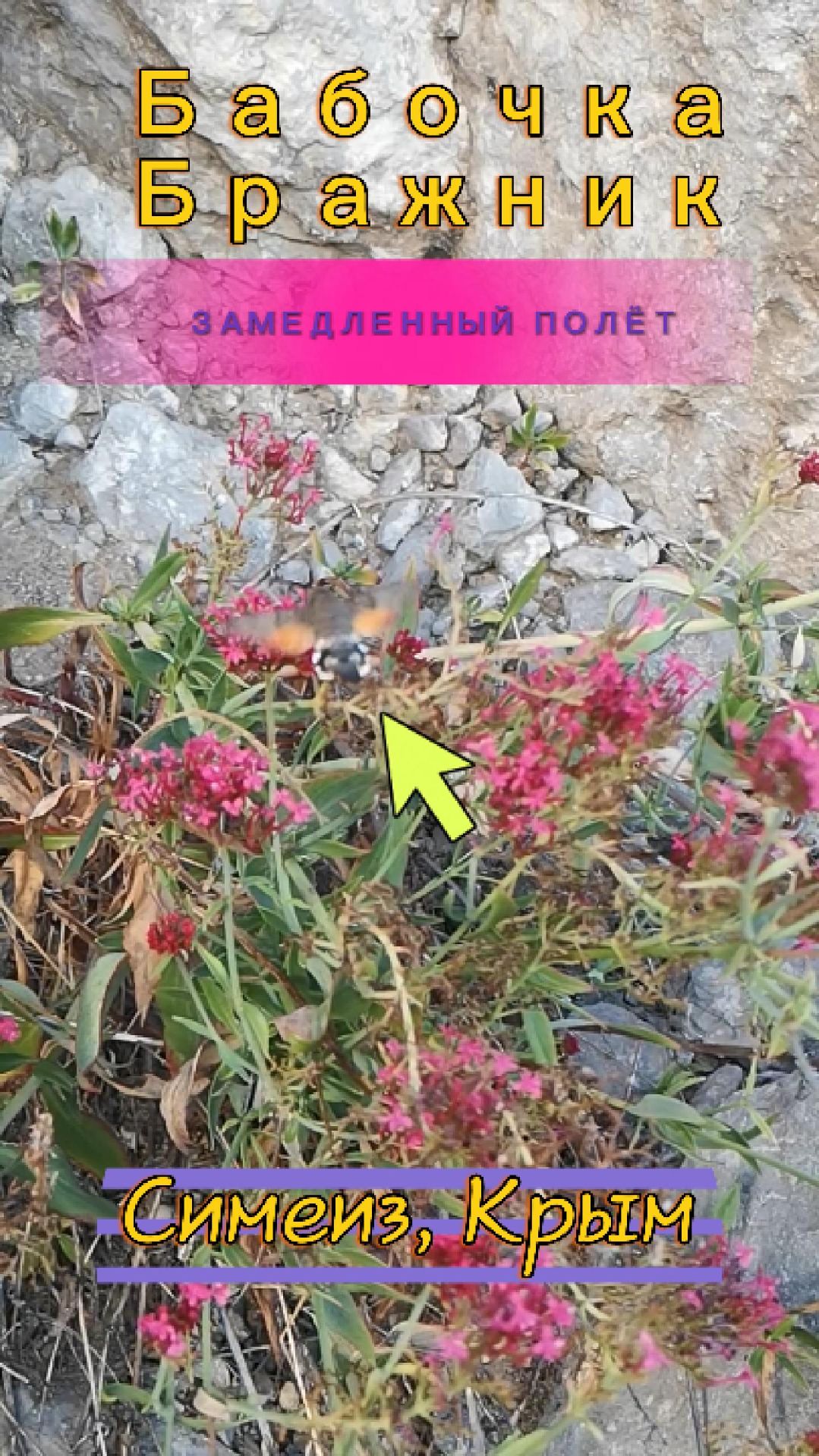 Бабочка БРАЖНИК. Симеиз, Крым, Россия