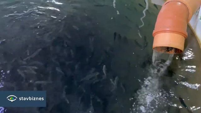 Ставрополец успешно разводит ФОРЕЛЬ у себя на участке