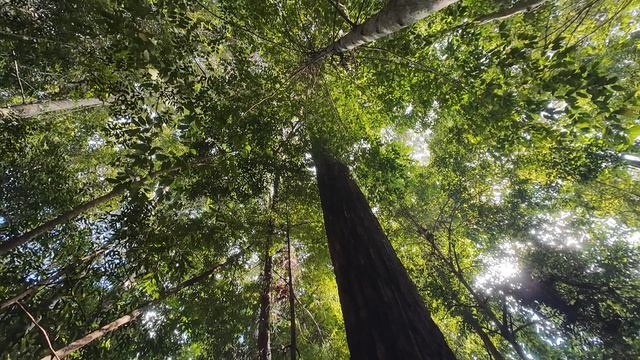 Малайзия, Таман Негара (Taman Negara)  дерево у тропинки в парке. Декабрь 2025.