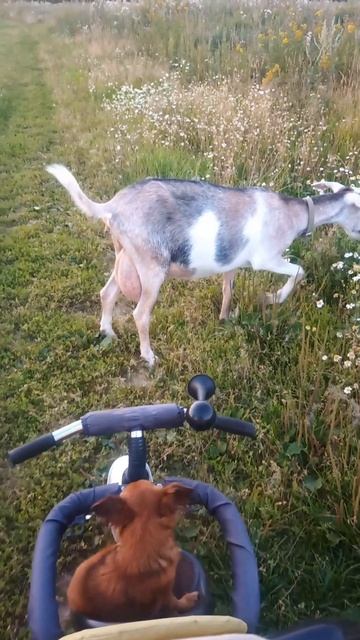 Уходи с дороги! Леди едет на велосипеде!