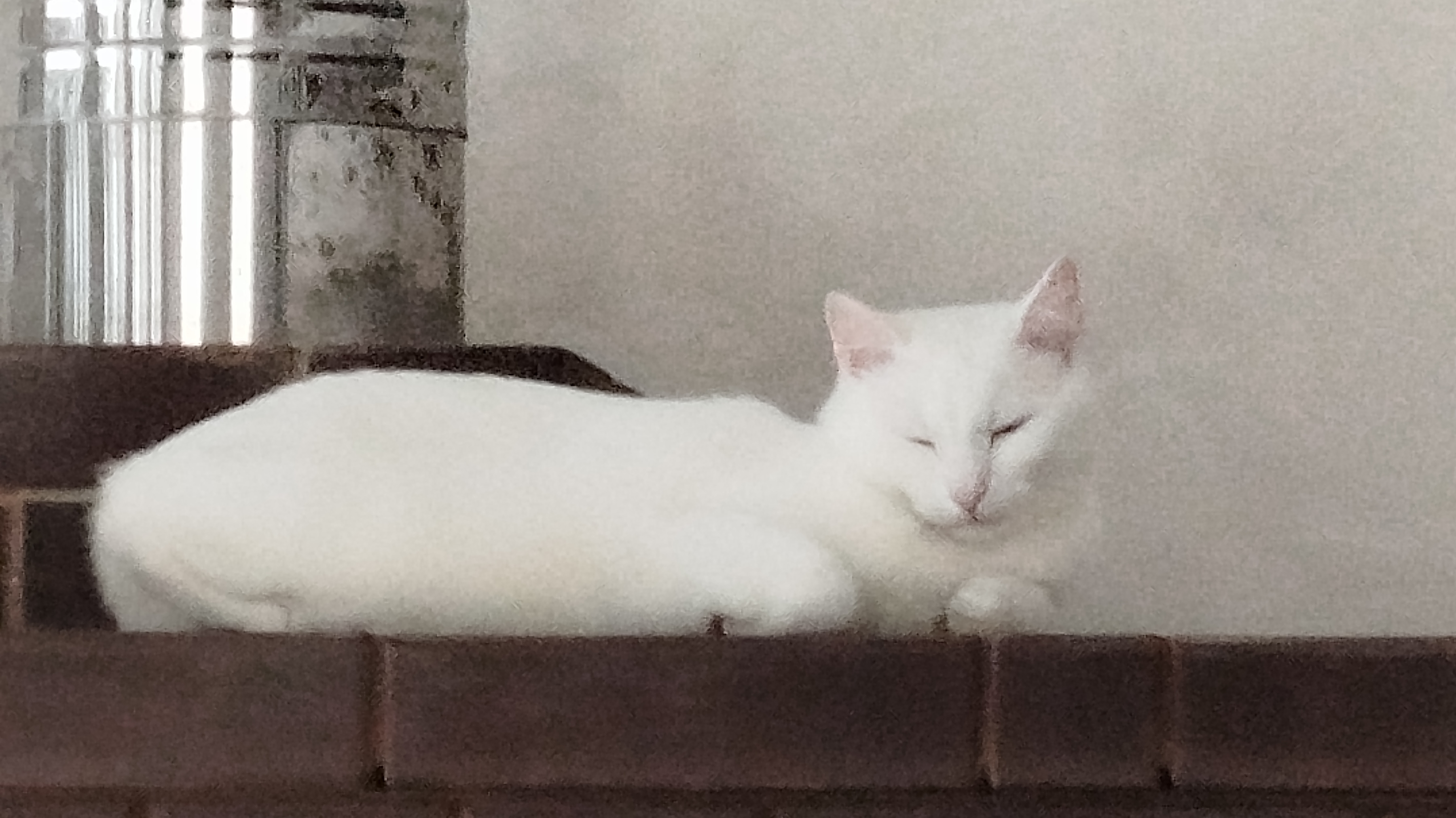 Шоу Испытания