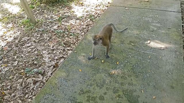 Малайзия, Таман Негара (Taman Negara) обезьяна напала в отеле на тропинке. Декабрь 2025.