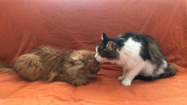 Дружат ли наши коты?😻🙀😺