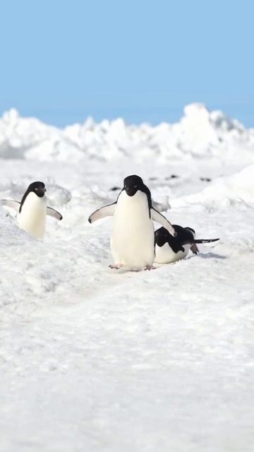 Элегантные «джентльмены» Антарктики