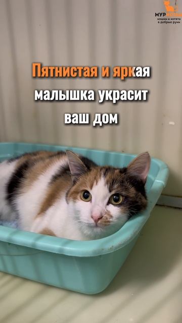 Бижу ждёт вас в приюте #Муркоша