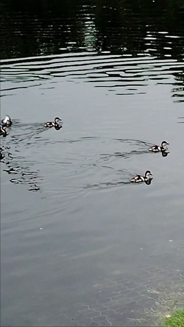 Утята учатся нырять