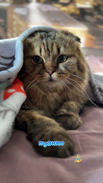 А у вас тепло или холодно?😸 #котики #юмор #животные