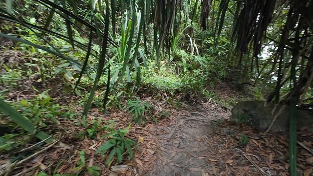 Пинанг, Pejabat Taman Negara, парк тропинка. Малайзия. Декабрь 2025