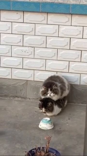 Он выбрал идеальное место, чтобы погреться