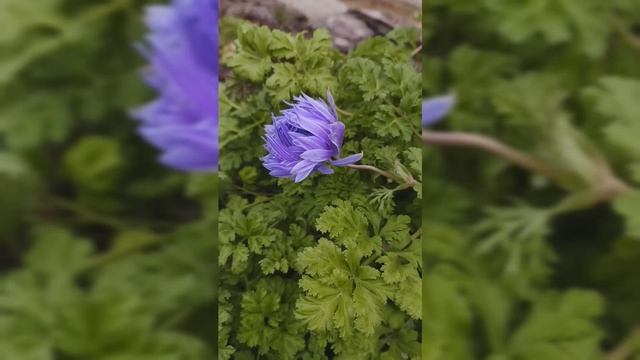 Анемона корончатая