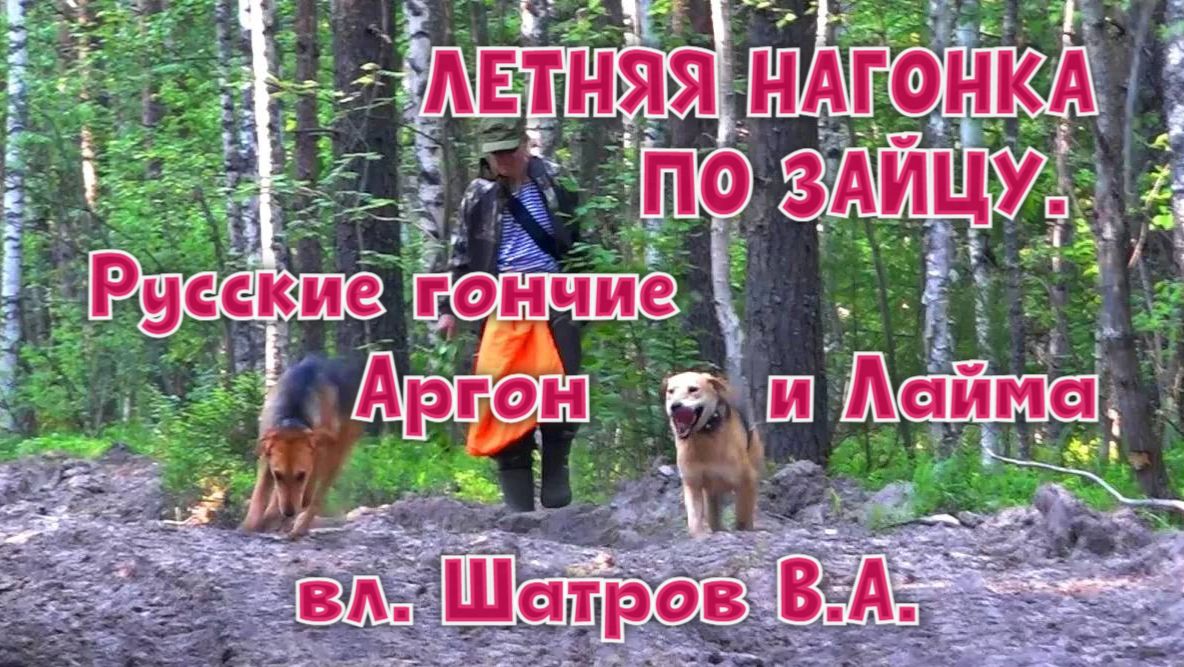 Русские гончие Аргон и Лайма вл. Шатров В.А.#охотасгончей#собака #животные #топ #hunting