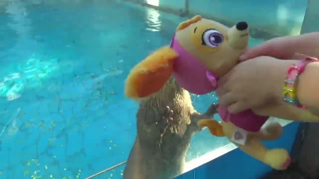 ВЛОГ Кормим ЖИРАФОВ в СУПЕР Сафари Парке - Детское виде