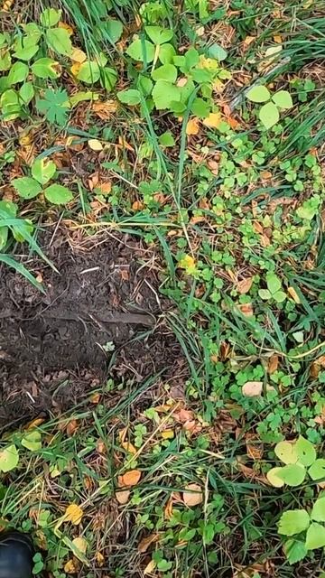 Первая находка и ! #металлоискатель