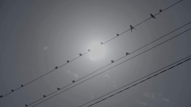 20. SISTERS OF MERCY