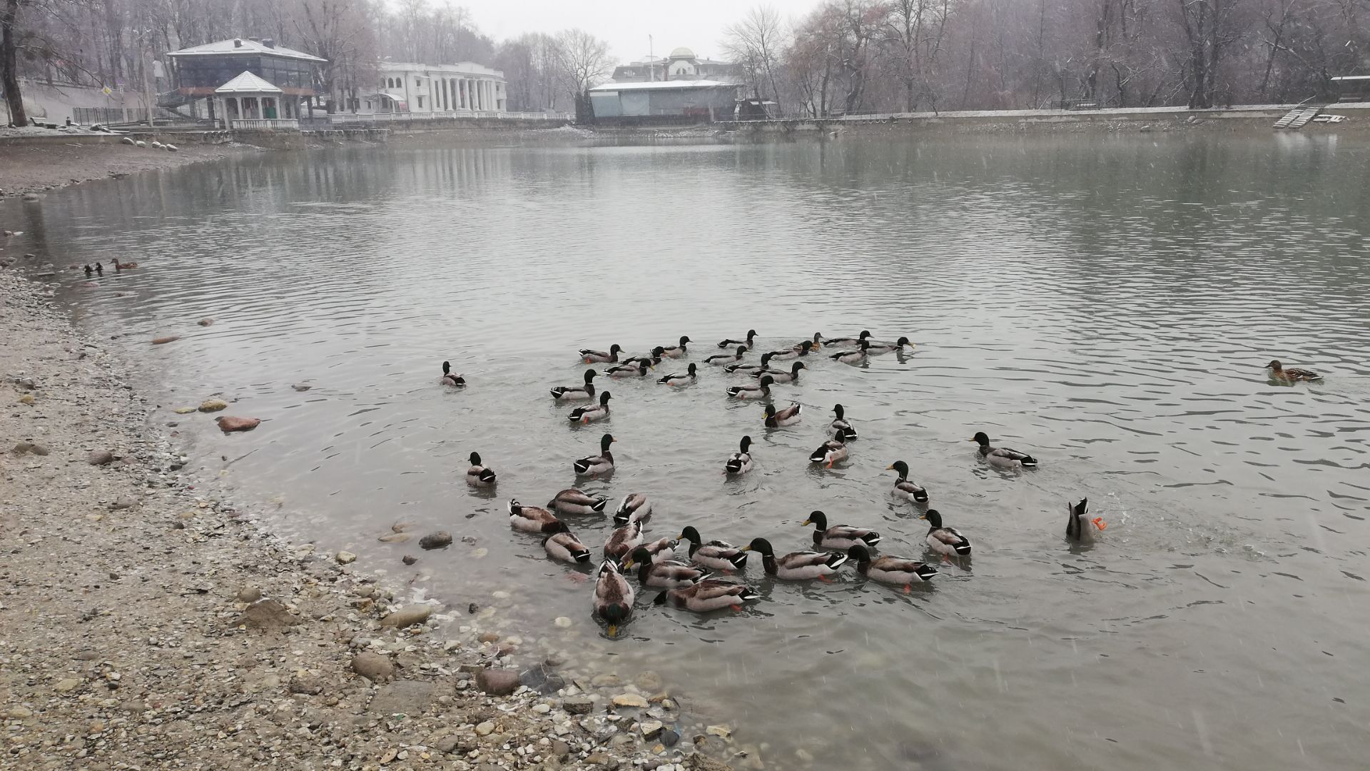 Нальчик Озеро Трек Дикие утки знают где лучше для них 27 февраля 2026 года