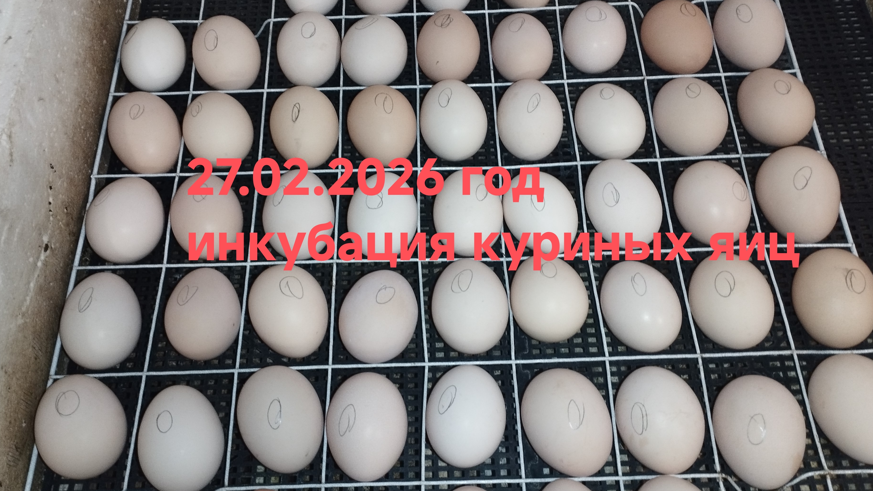 27-02-2026 ДОМАШНЯЯ ИНКУБАЦИЯ КУРИНЫХ ЯИЦ.