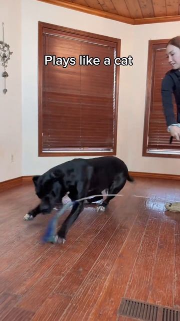 Он немного кот