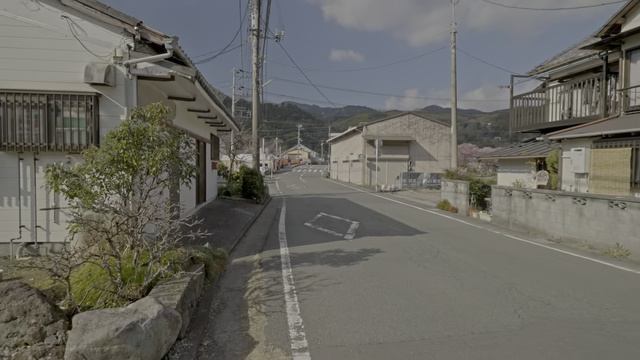 Цветение сакуры в Японии 2022 — Кавадзу Сакура