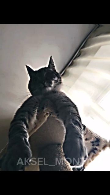 Видео с Акселем❤