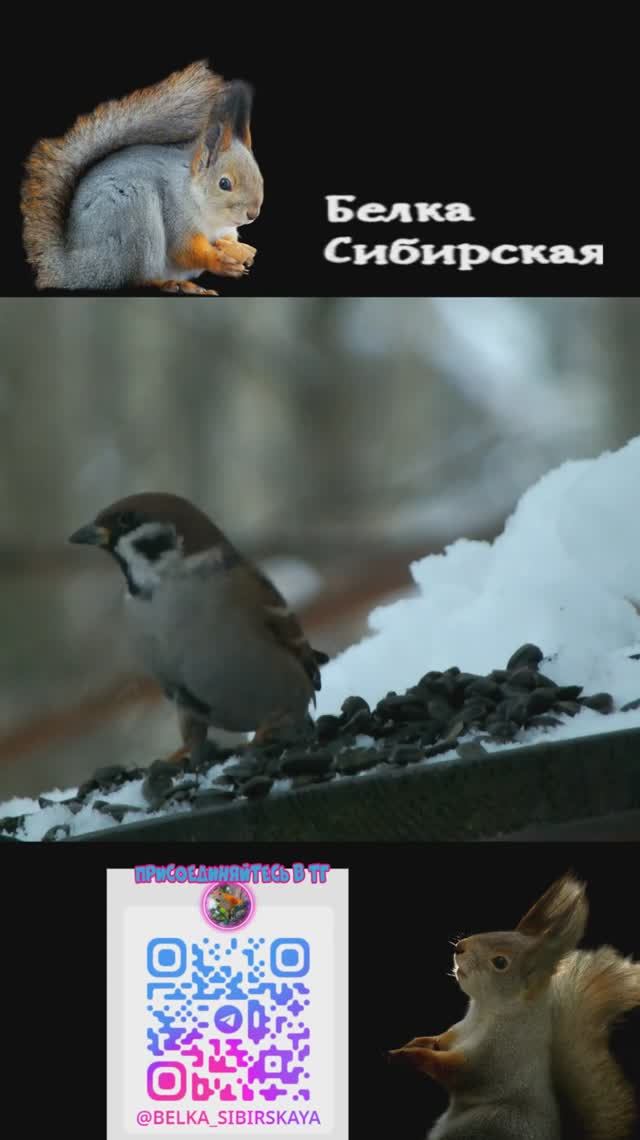 Везучий воробей на кормушке