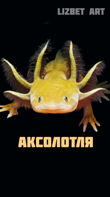 Рисую несуществующее животное🦉+🦎=❓(ч.126) #tiktok #shorts #art #gouach #творчество