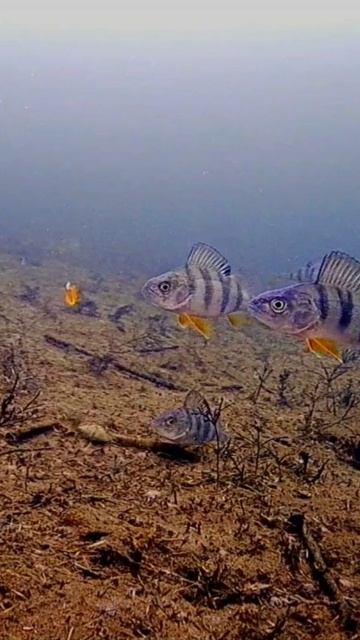 Поклёвки окуня на мормышку. Глубина 3 метра. / Perch bites on a jig. Depth 3 meters. #shorts