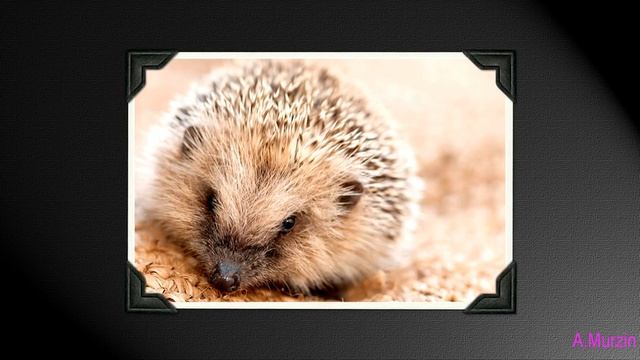 Тимофей Митин - Большие Коты