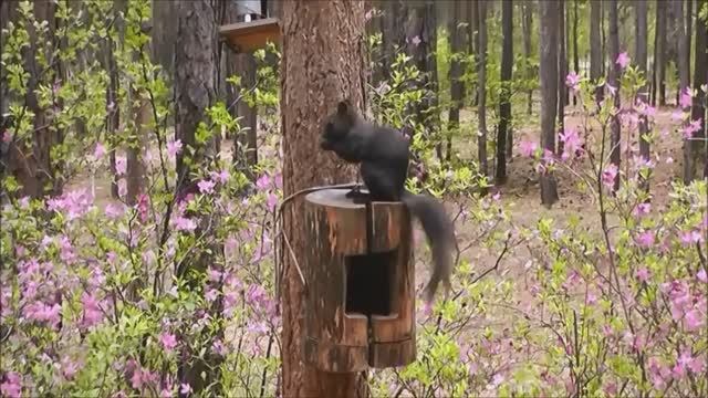 "  Белочки "  (Весенняя зарисовка)