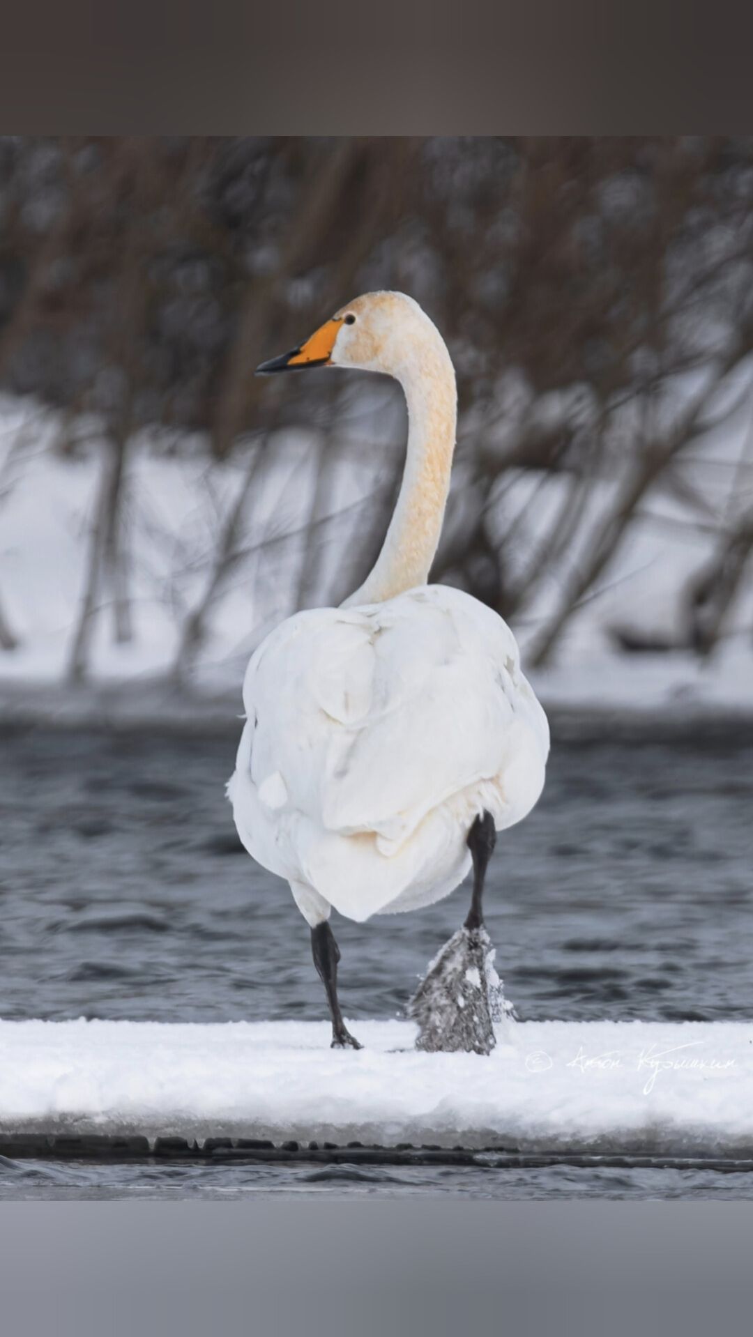 25.01.2026 Красота вокруг нас!❄️Лебеди,синички,снигери!🦢Красивейший закат!🌅Светогорск!