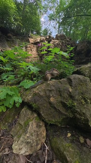 Азиатский бурундук