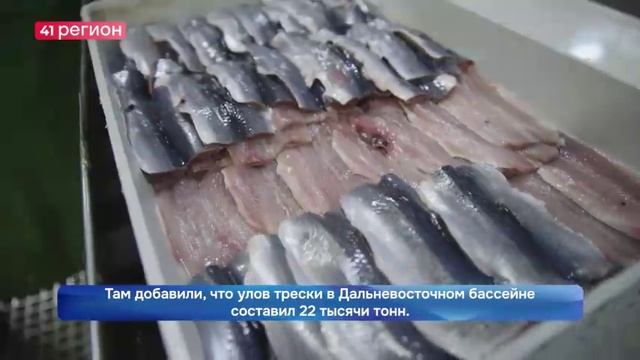 РЫБАКИ-ДАЛЬНЕВОСТОЧНИКИ ДОБЫЛИ ПОЧТИ ПОЛМИЛЛИОНА ТОНН МИНТАЯ•НОВОСТИ КАМЧАТКИ