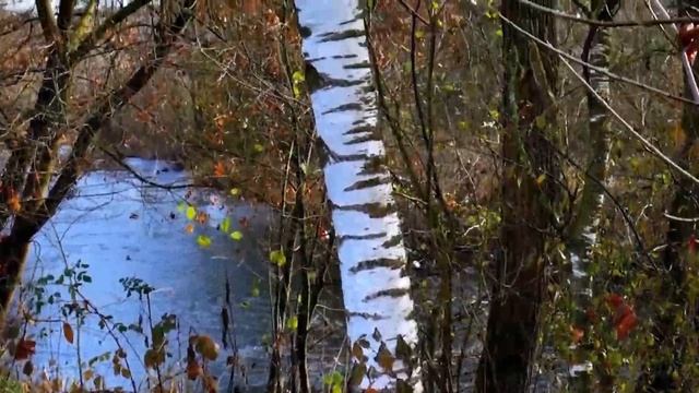 Гриша - Белая берёза (микс) +