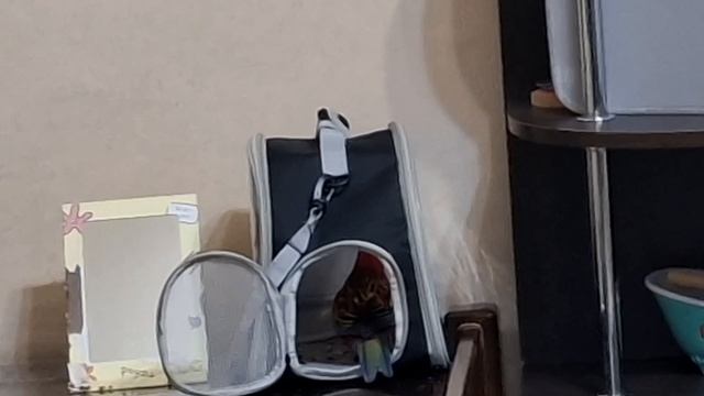 Приучение попугая породы Розелло к переноски. #Пернатые и хвостатые,