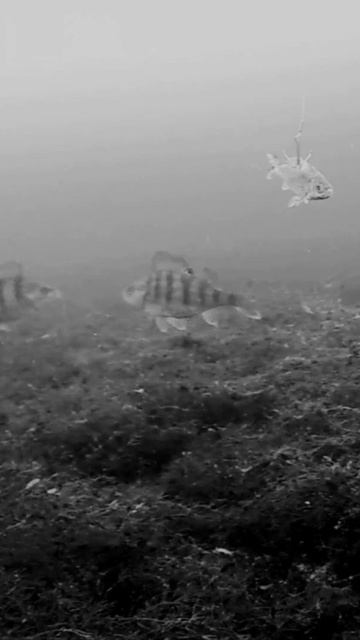 Чёрно-белое видео. Щука./ Black and white video. Pike. #shorts