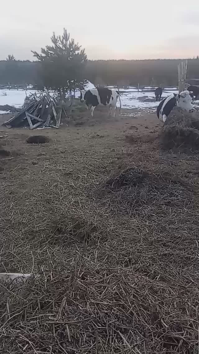 Когда коровы счастливы, 24.02.26