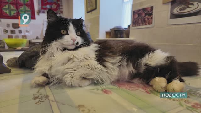 Новости Старого Оскола от 27 февраля