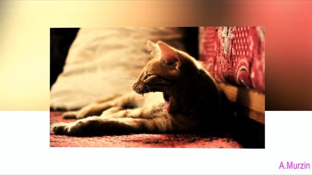 Тимофей Митин - Февраль