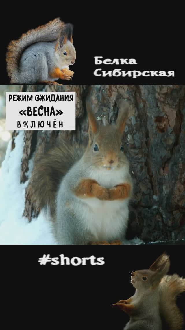 Белка ожидает весну