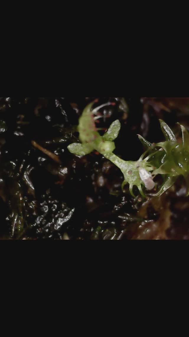 🌱✨ Эксперимент 1.0. Росянка Геркулес — 52 дня, первые ловушки и первая добыча