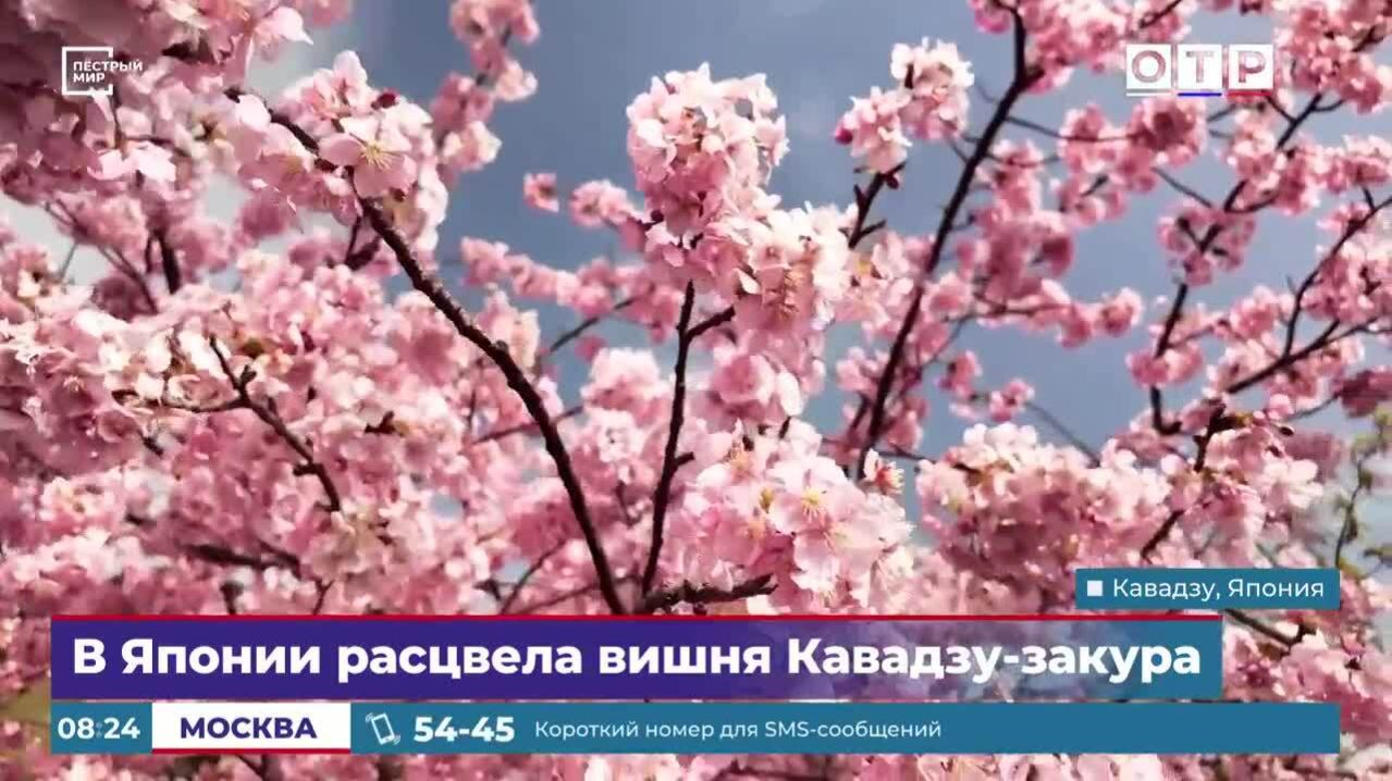В Японии расцвела вишня Кавадзу-закура