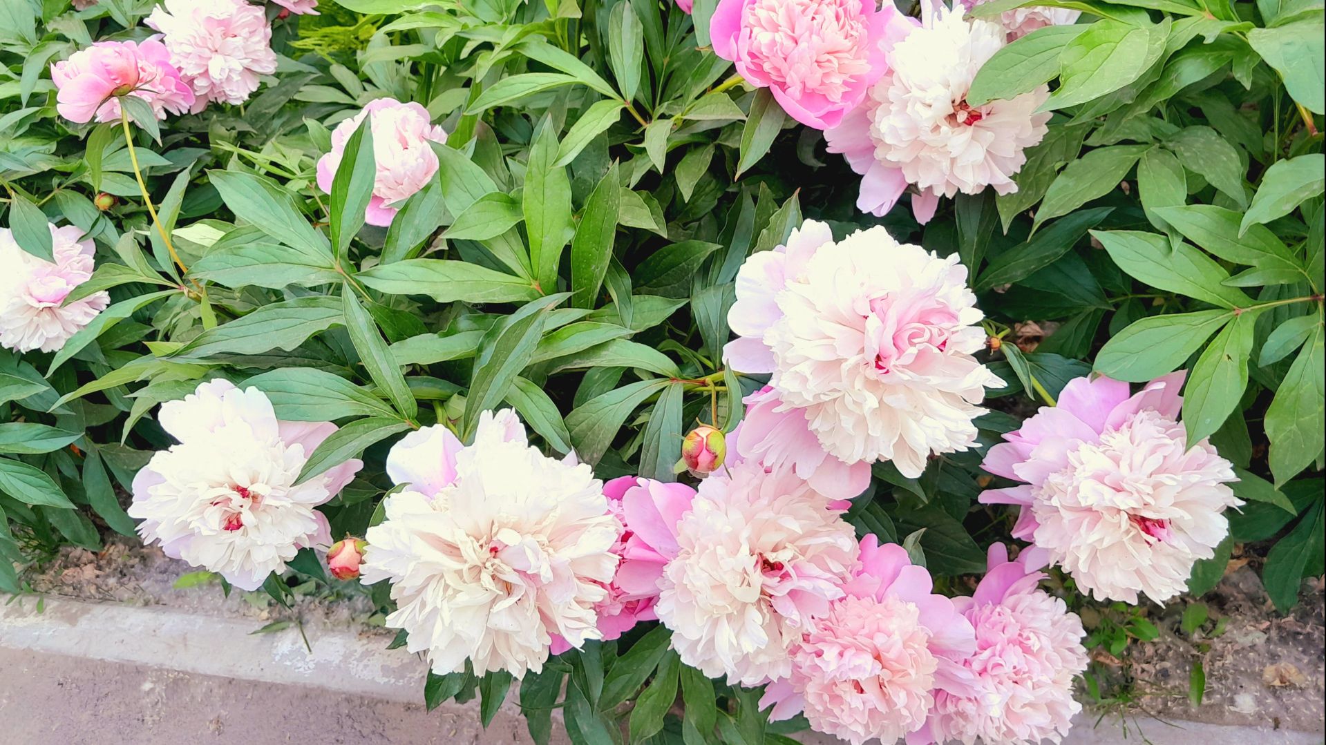 ВЕЛИКОЛЕПНЫЕ ПИОНЫ у многоэтажек Омска * ИЮНЬ-2024