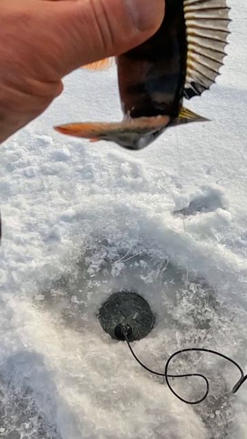 Первый #рыбалка