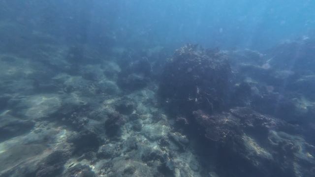 Остров Ко Ронг(Koh Rong), Снорклинг - стаи рыб. Декабрь 2025. Камбоджа.